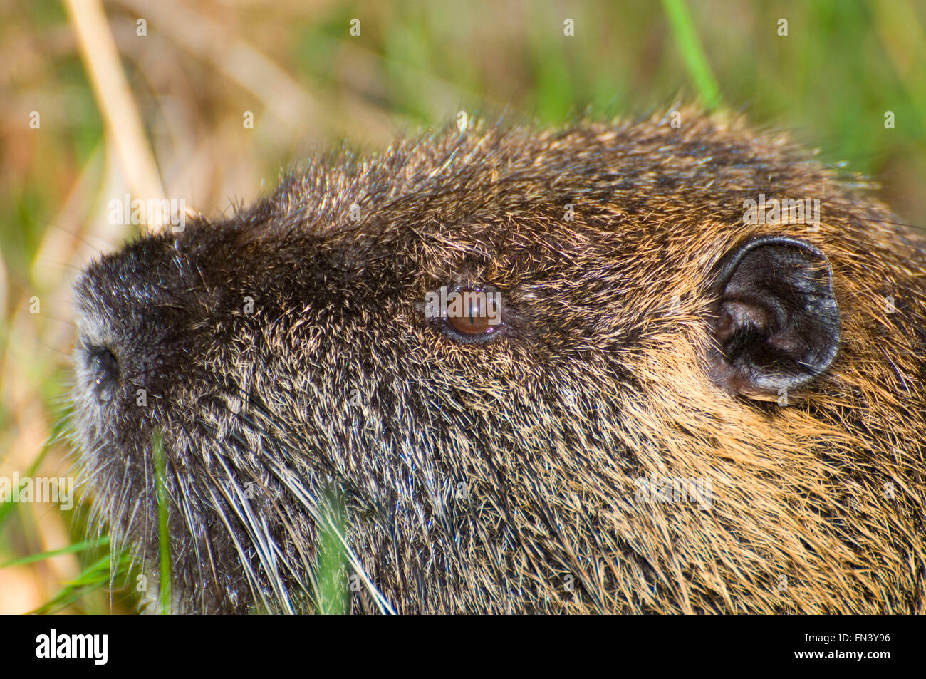 Nutria, Tualatin River National Wildlife Refuge, Oregon Stock Photo - Alamy