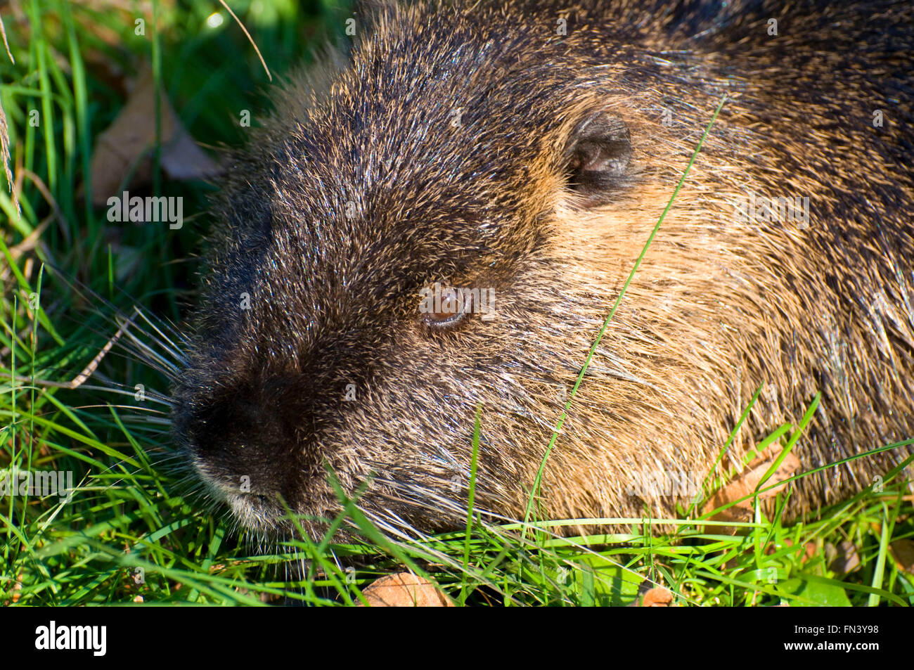 Nutria, Tualatin River National Wildlife Refuge, Oregon Stock Photo - Alamy