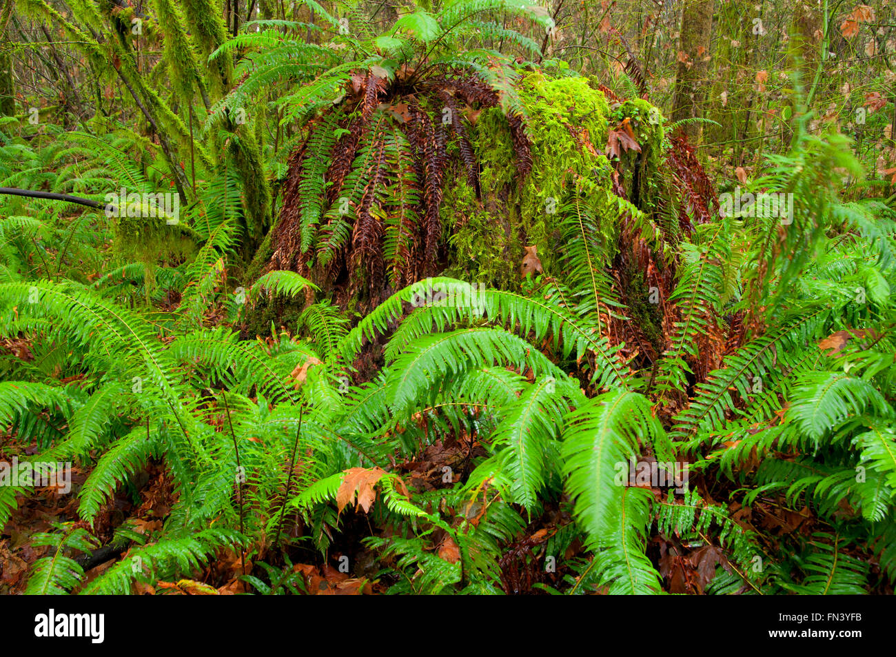 Stump farm hi-res stock photography and images - Alamy