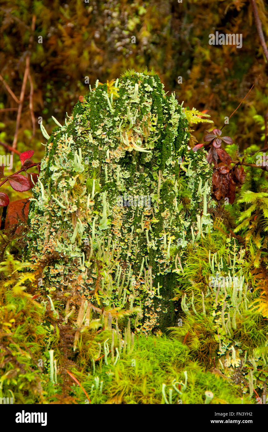 Lichen on stump, Magness Memorial Tree Farm, Oregon Stock Photo - Alamy