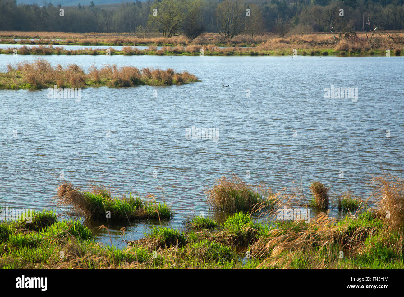 Wetlands pond hi-res stock photography and images - Alamy