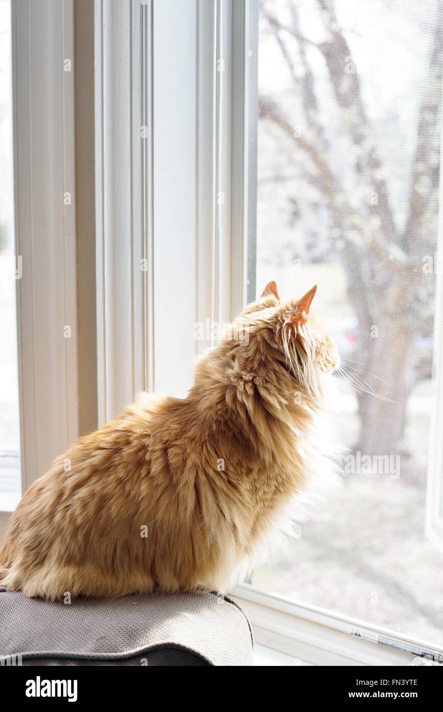 An orange cat looking out a window Stock Photo - Alamy