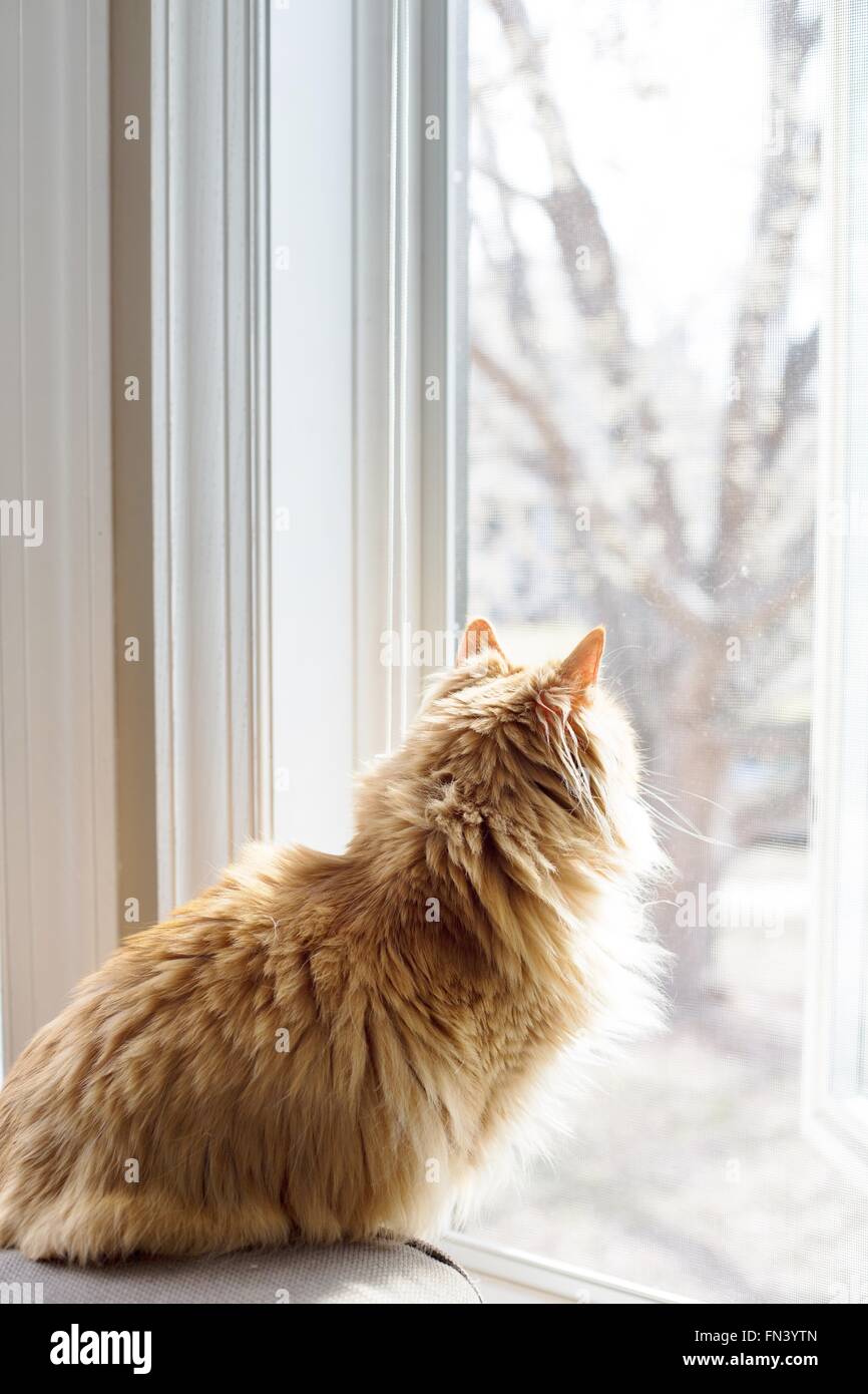 An orange cat looking out a window Stock Photo - Alamy