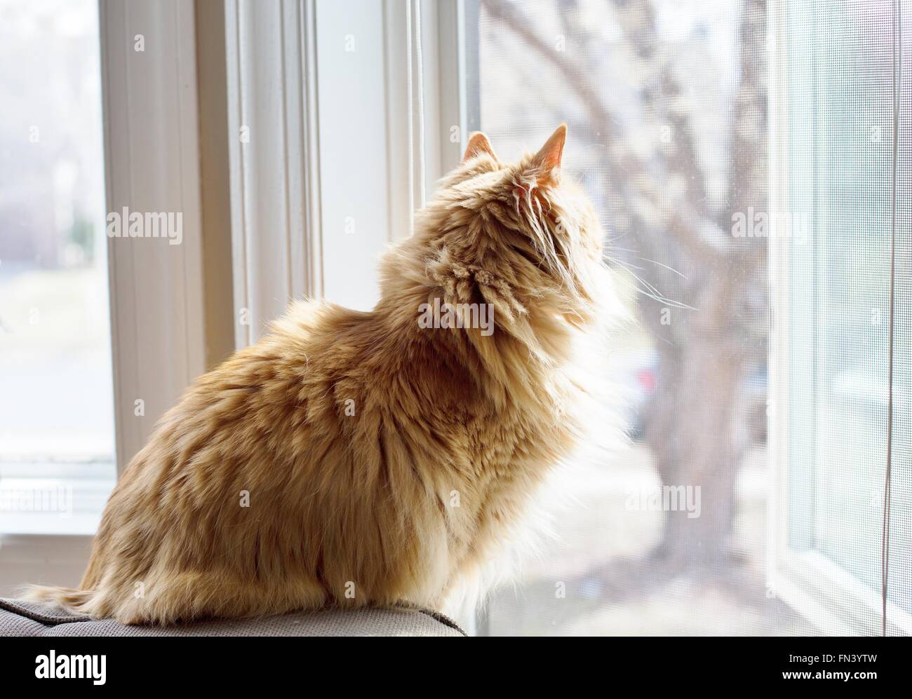 An orange cat looking out a window Stock Photo - Alamy