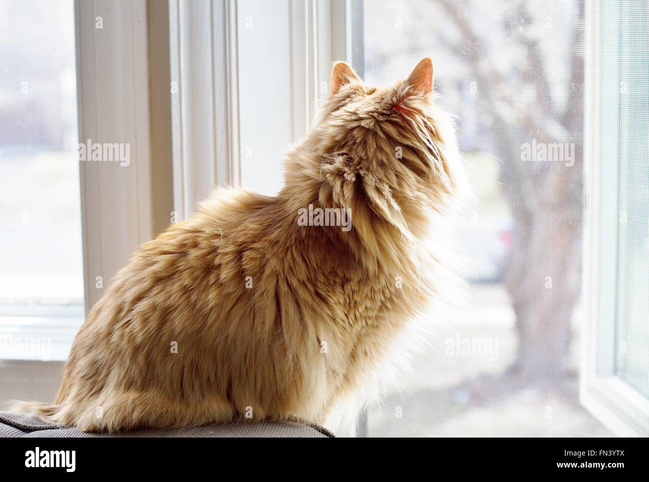 An orange cat looking out a window Stock Photo - Alamy