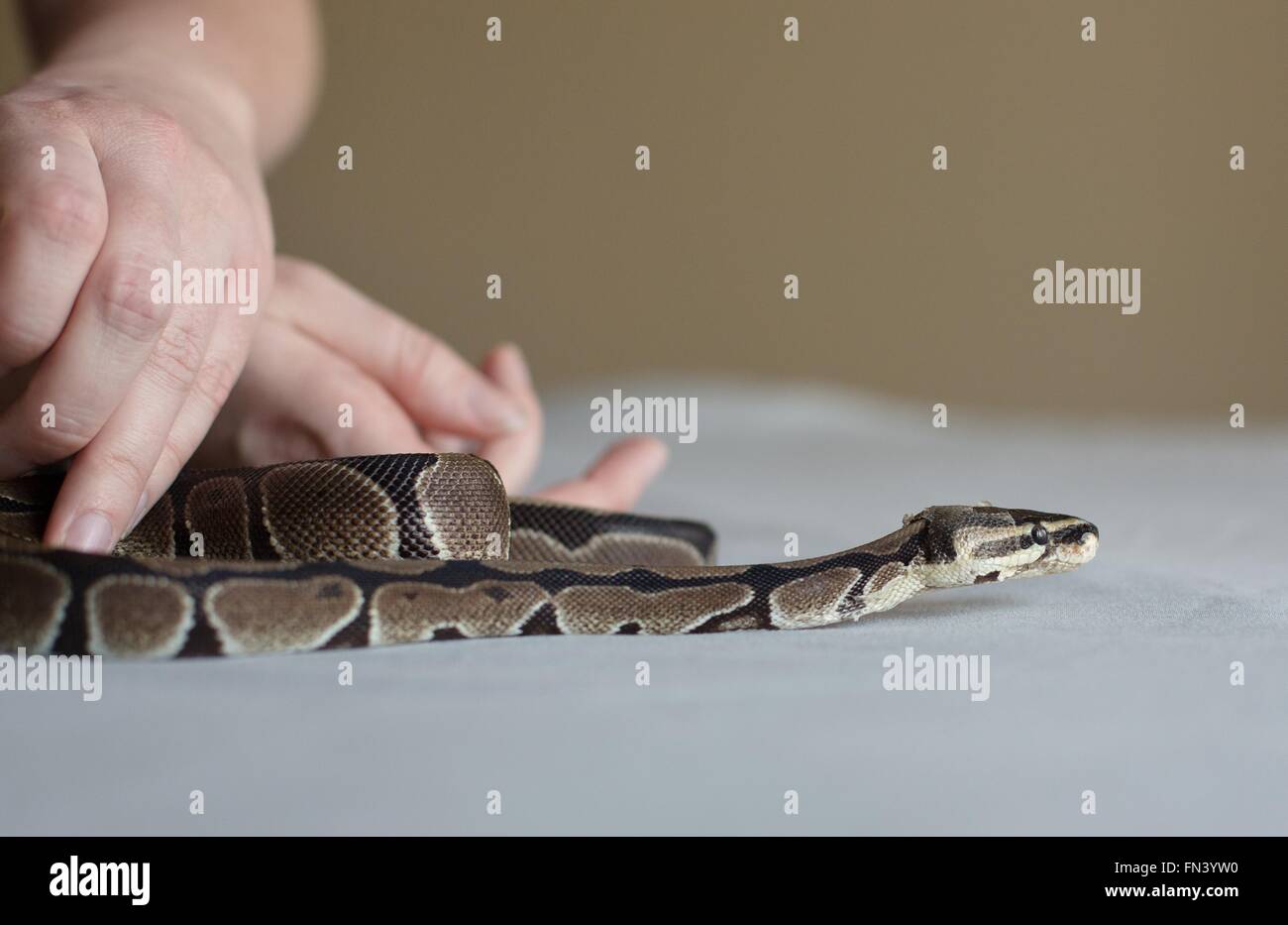 Holding a python hi-res stock photography and images - Alamy