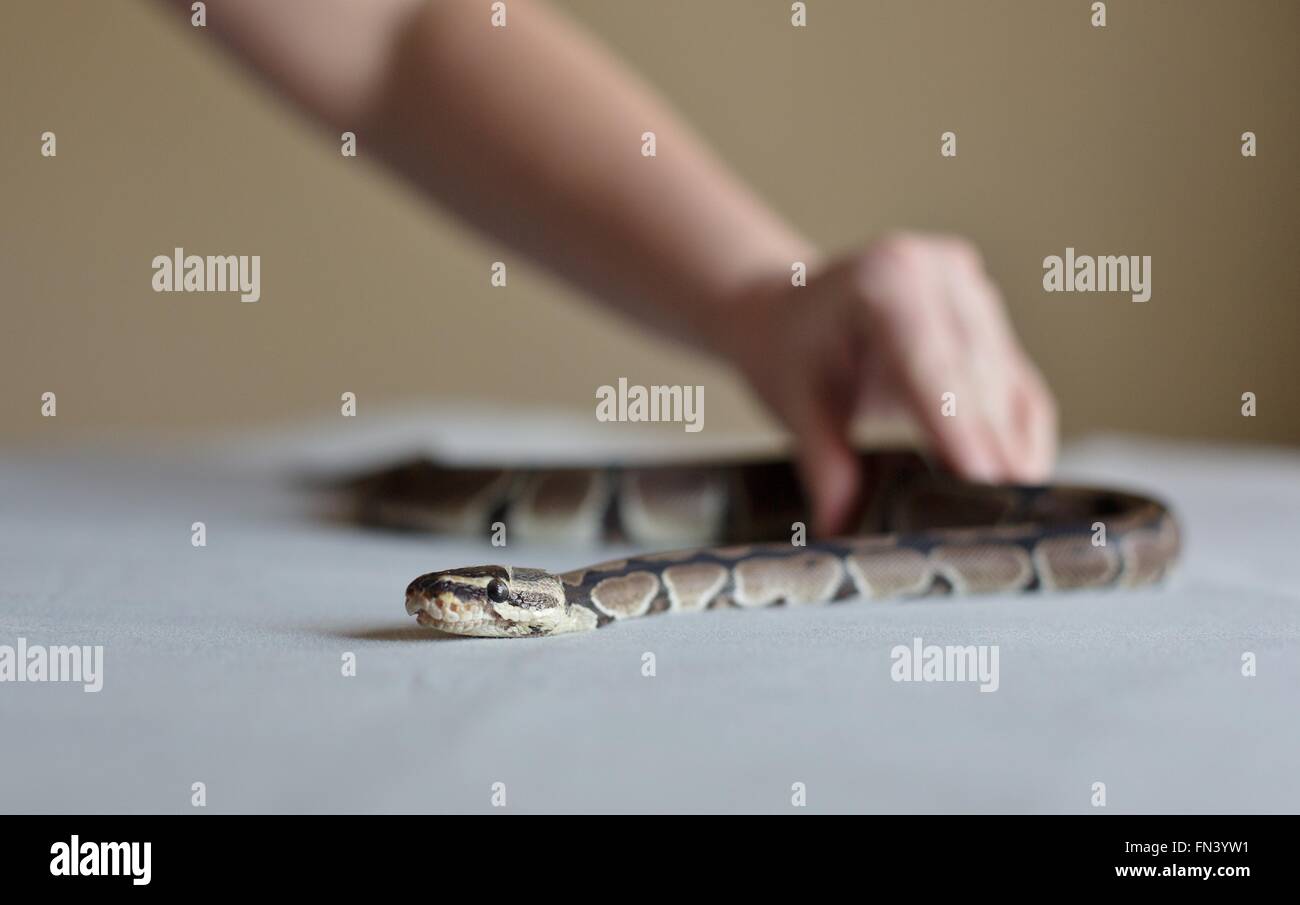 Holding A Python High Resolution Stock Photography and Images - Alamy