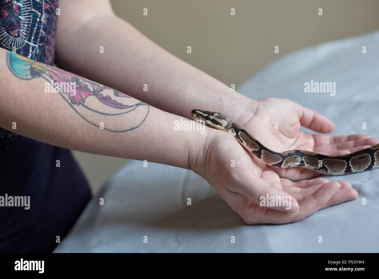 Crawling Exotic High Resolution Stock Photography and Images - Alamy