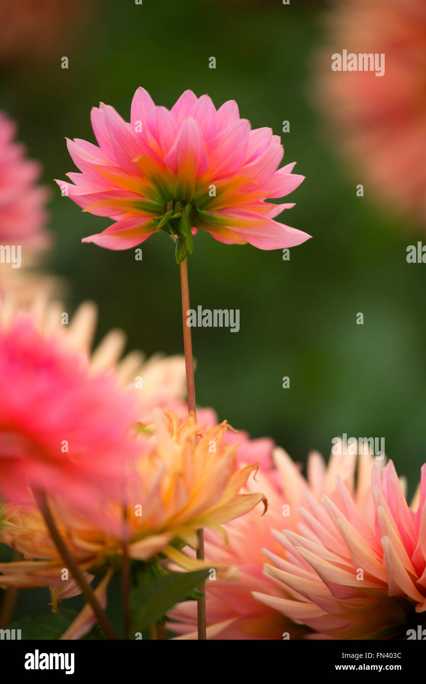 Touche' dahlia, Swan Island Dahlias, Clackamas County, Oregon Stock ...