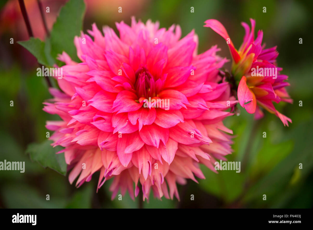 Sonic Bloom dahlia, Swan Island Dahlias, Clackamas County, Oregon Stock ...
