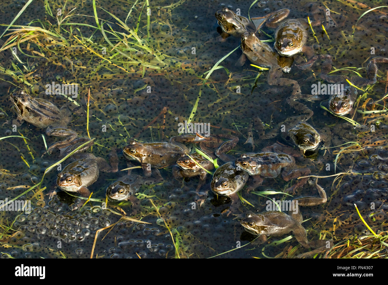 Frogs Life Cycle High Resolution Stock Photography and Images - Alamy