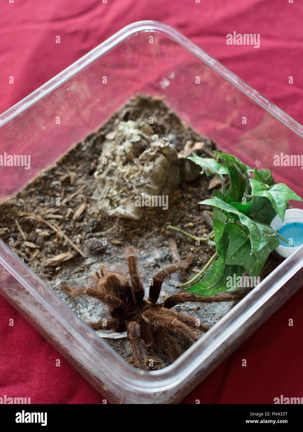 A male tarantula in a plastic container Stock Photo - Alamy