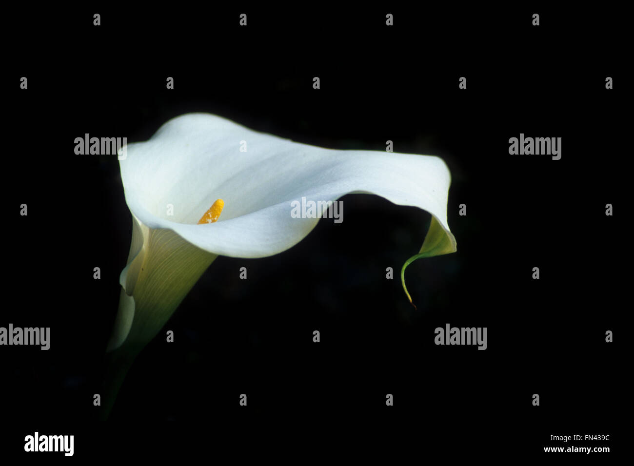Foreign Flower Photography High Resolution Stock Photography and Images ...