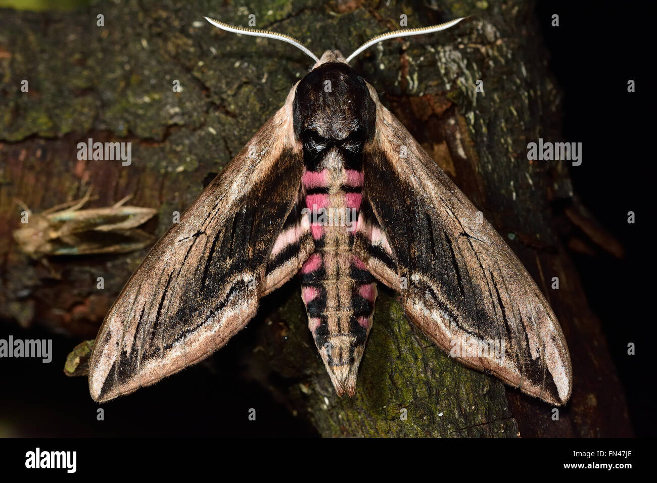 Family sphingidae hi-res stock photography and images - Alamy