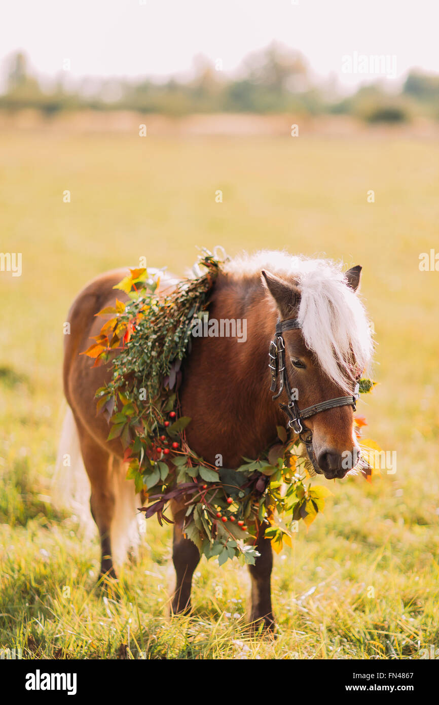 Little pony with flowers on the sunny green field Stock Photo - Alamy