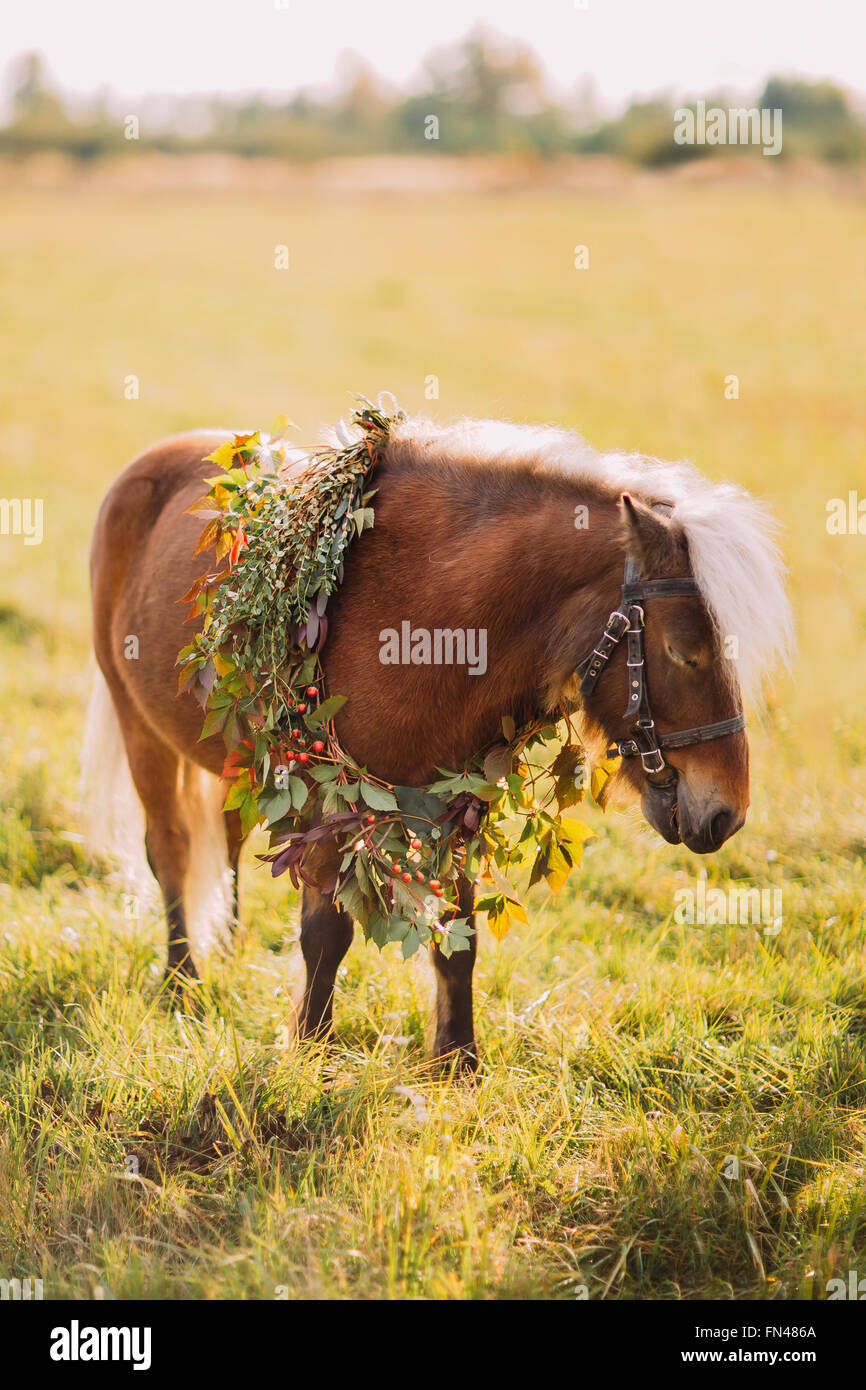 Little pony with flowers on the sunny green field Stock Photo - Alamy