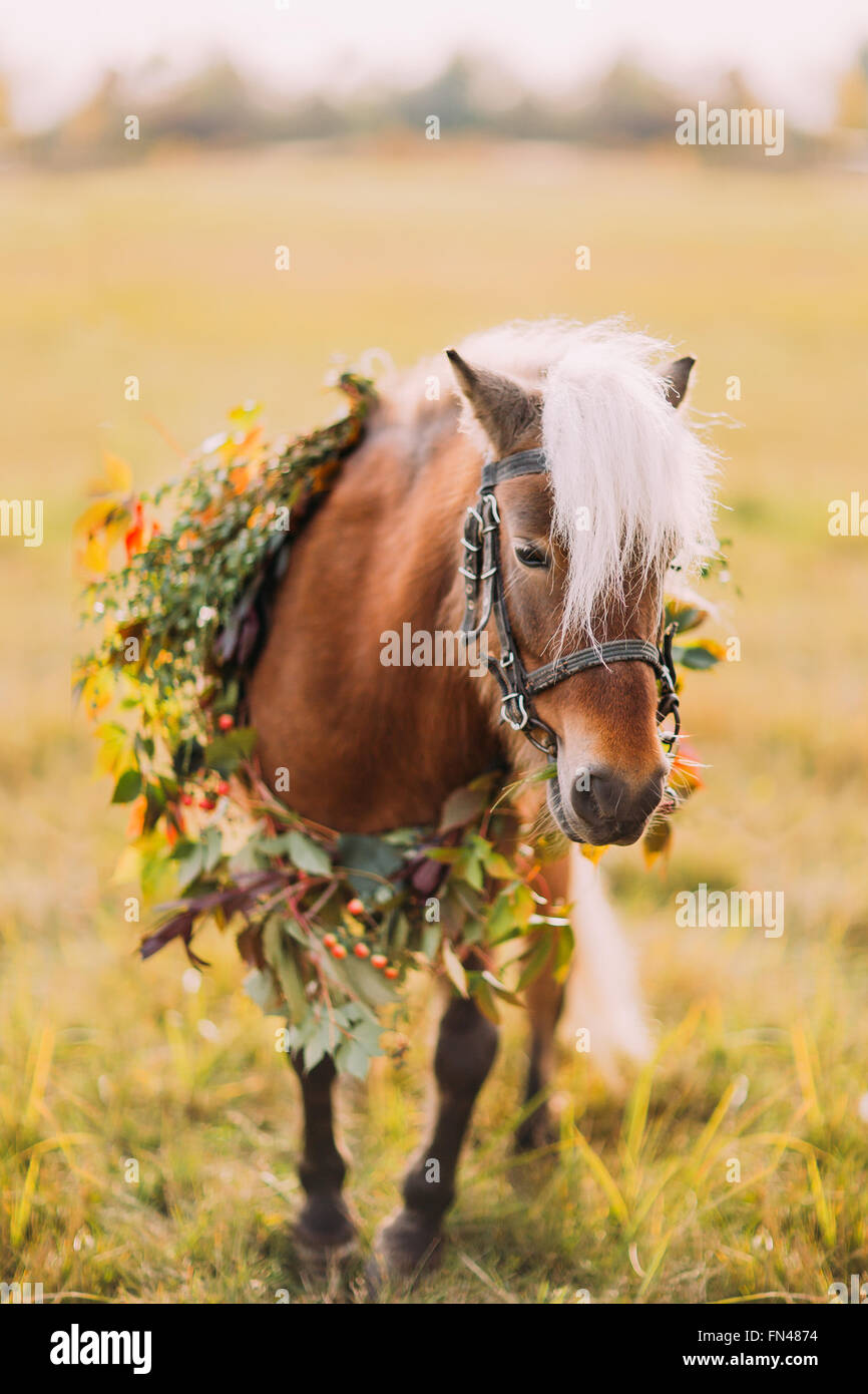 Little pony with flowers on the sunny green field Stock Photo - Alamy