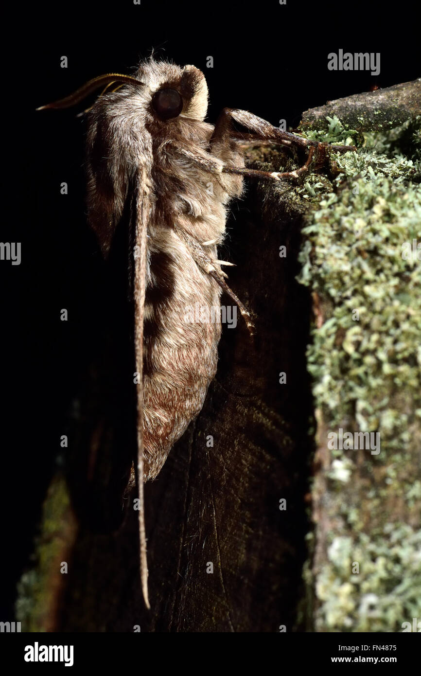 Pine hawk-moth (Hyloicus pinastri) in profile. Large hawk moth in the ...