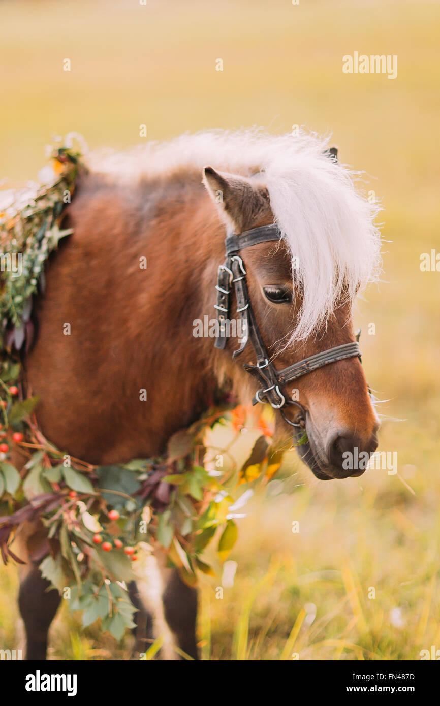 Little pony with flowers on the sunny green field Stock Photo - Alamy