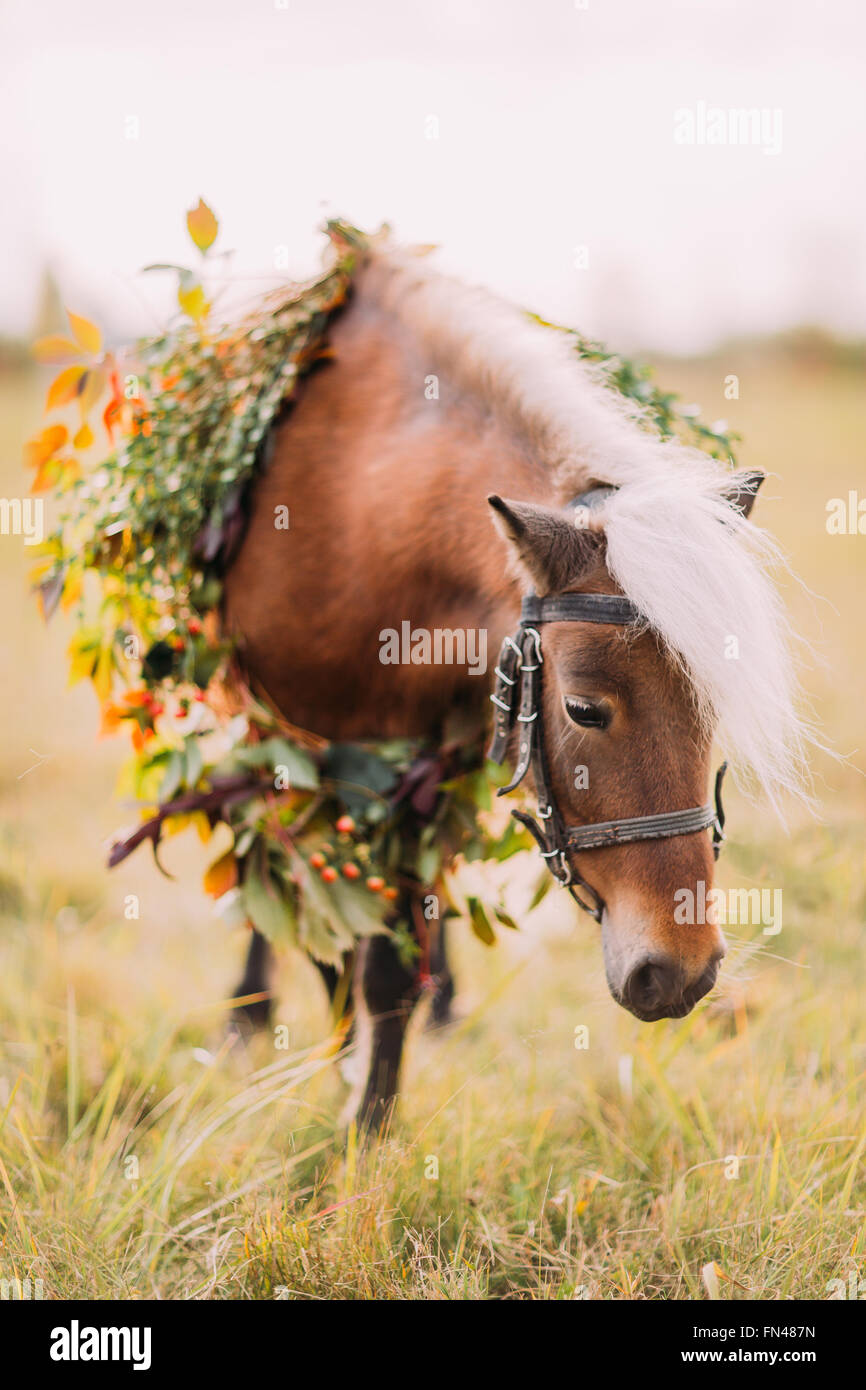 Little pony with flowers on the sunny green field Stock Photo - Alamy