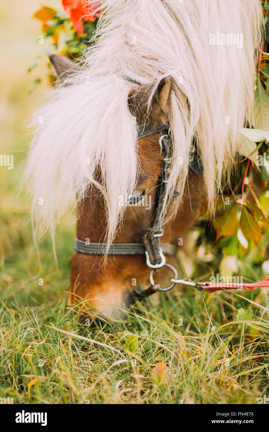 Lovely little pony eats hay on the field close up Stock Photo - Alamy