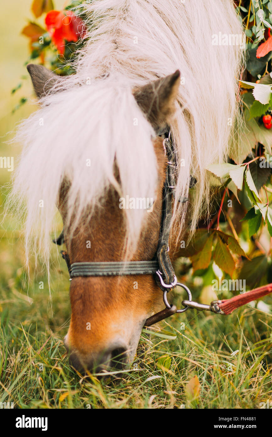 Lovely little pony eats hay on the field close up Stock Photo - Alamy