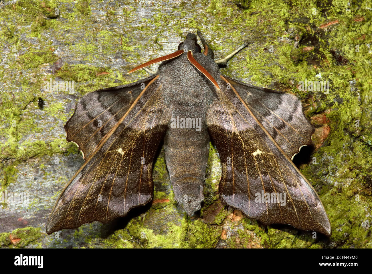 Poplar hawk-moth (Laothoe populi) from above. Large hawk moth in the ...