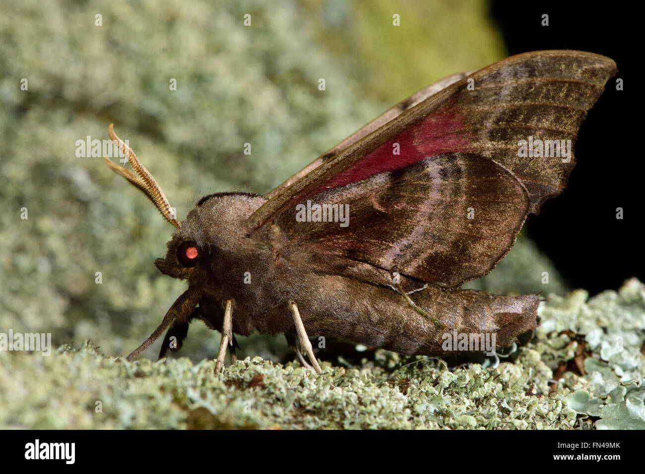 Eyed hawk-moth (Smerinthus ocellata) in profile on lichen. Large hawk ...