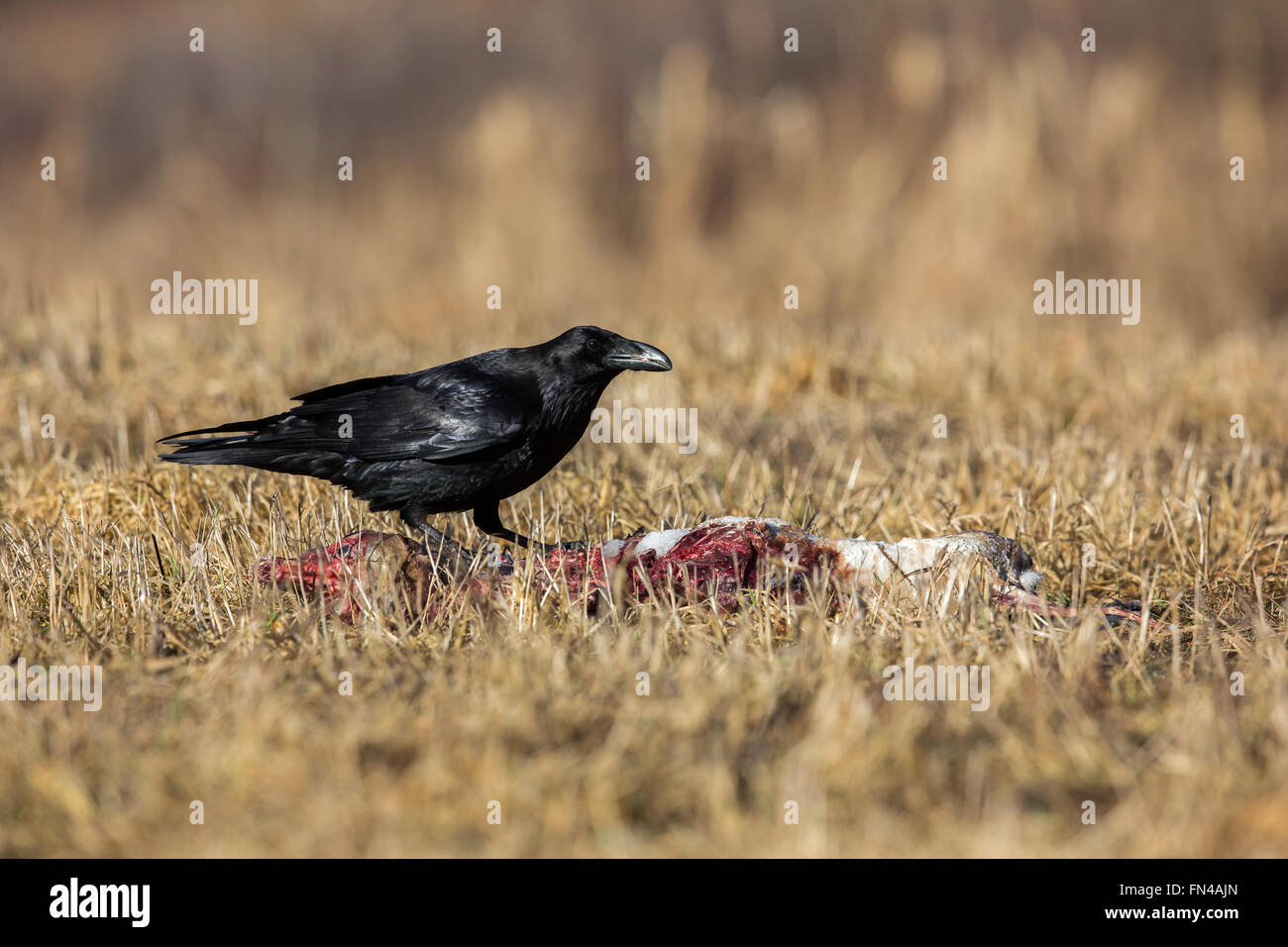 Raven Eating Carrion High Resolution Stock Photography and Images - Alamy