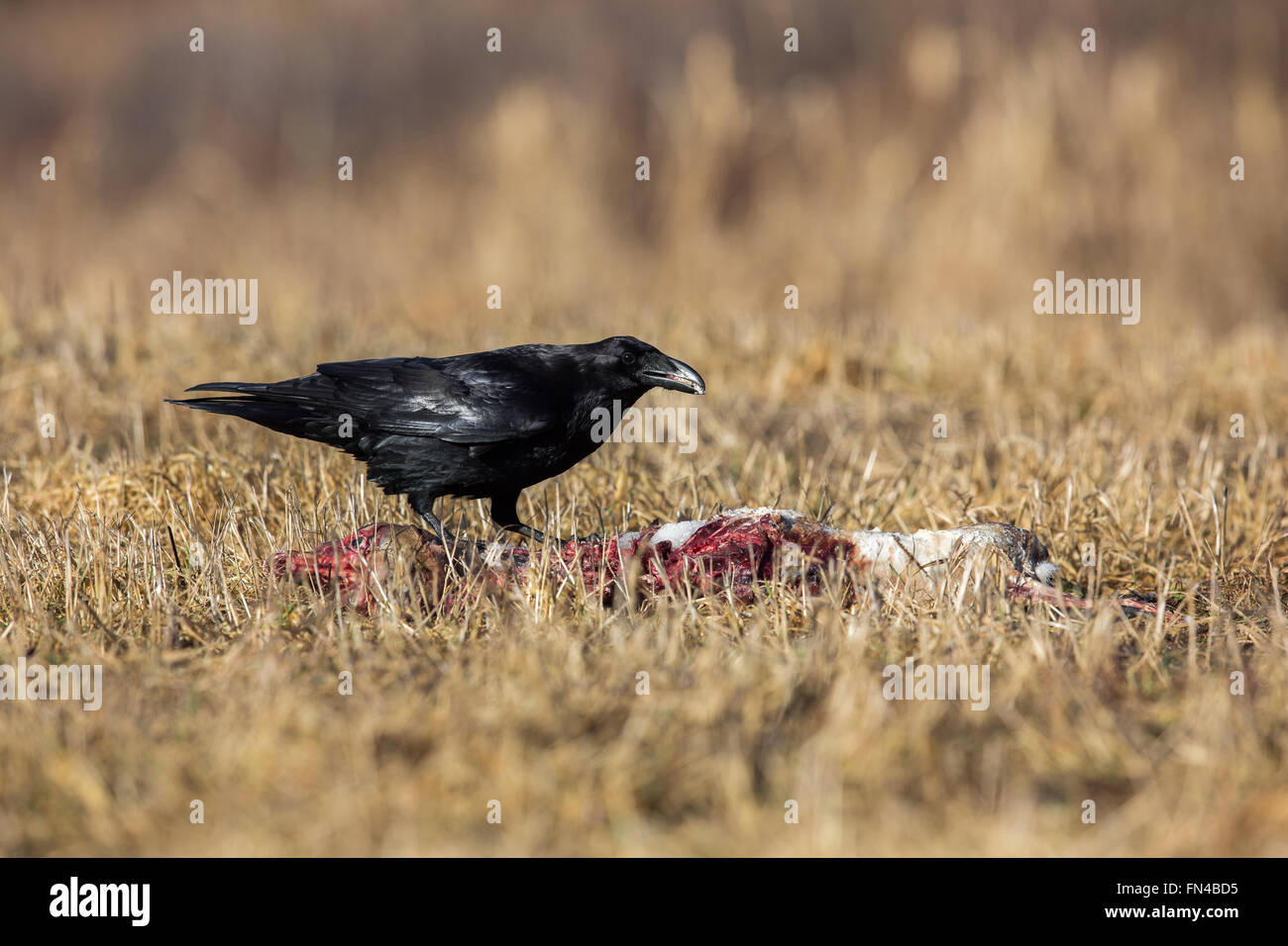 Raven eating carrion hi-res stock photography and images - Alamy