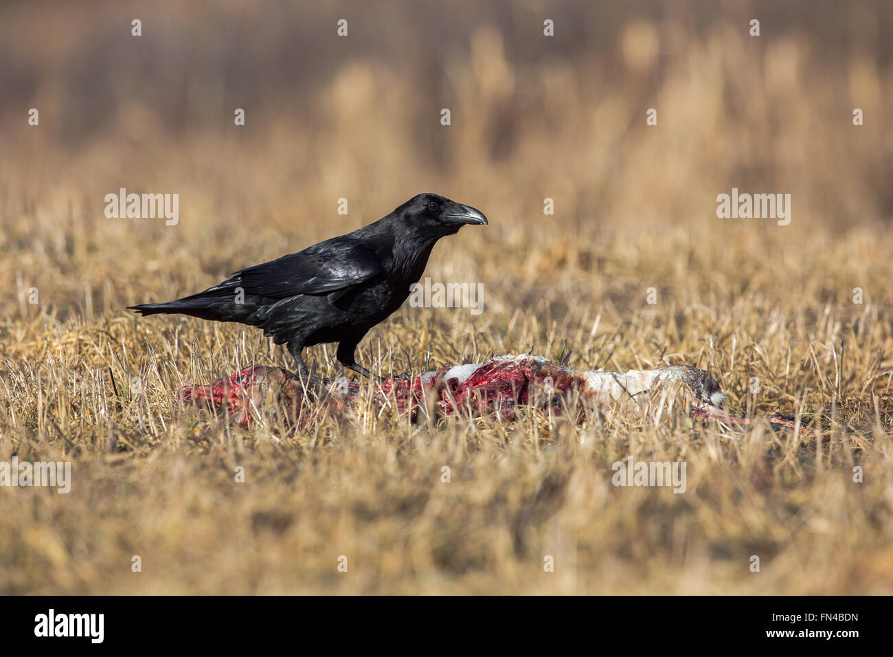 Raven eating carrion hi-res stock photography and images - Alamy