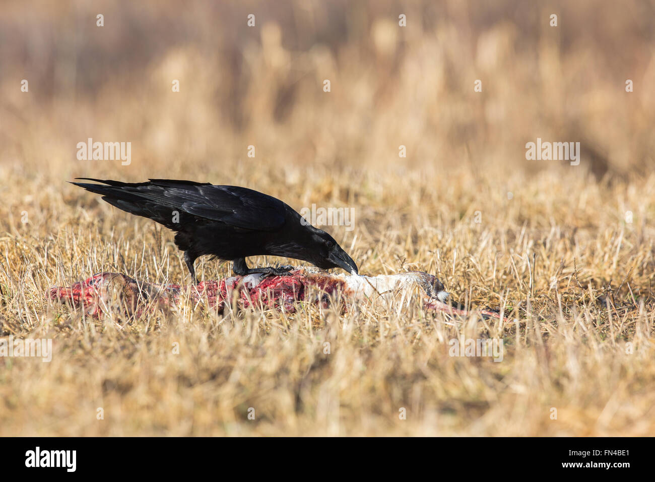 North america common raven hi-res stock photography and images - Alamy