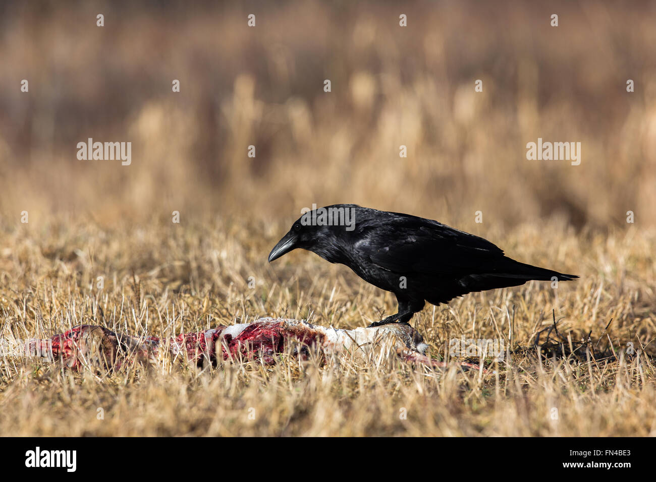 North america common raven hi-res stock photography and images - Alamy
