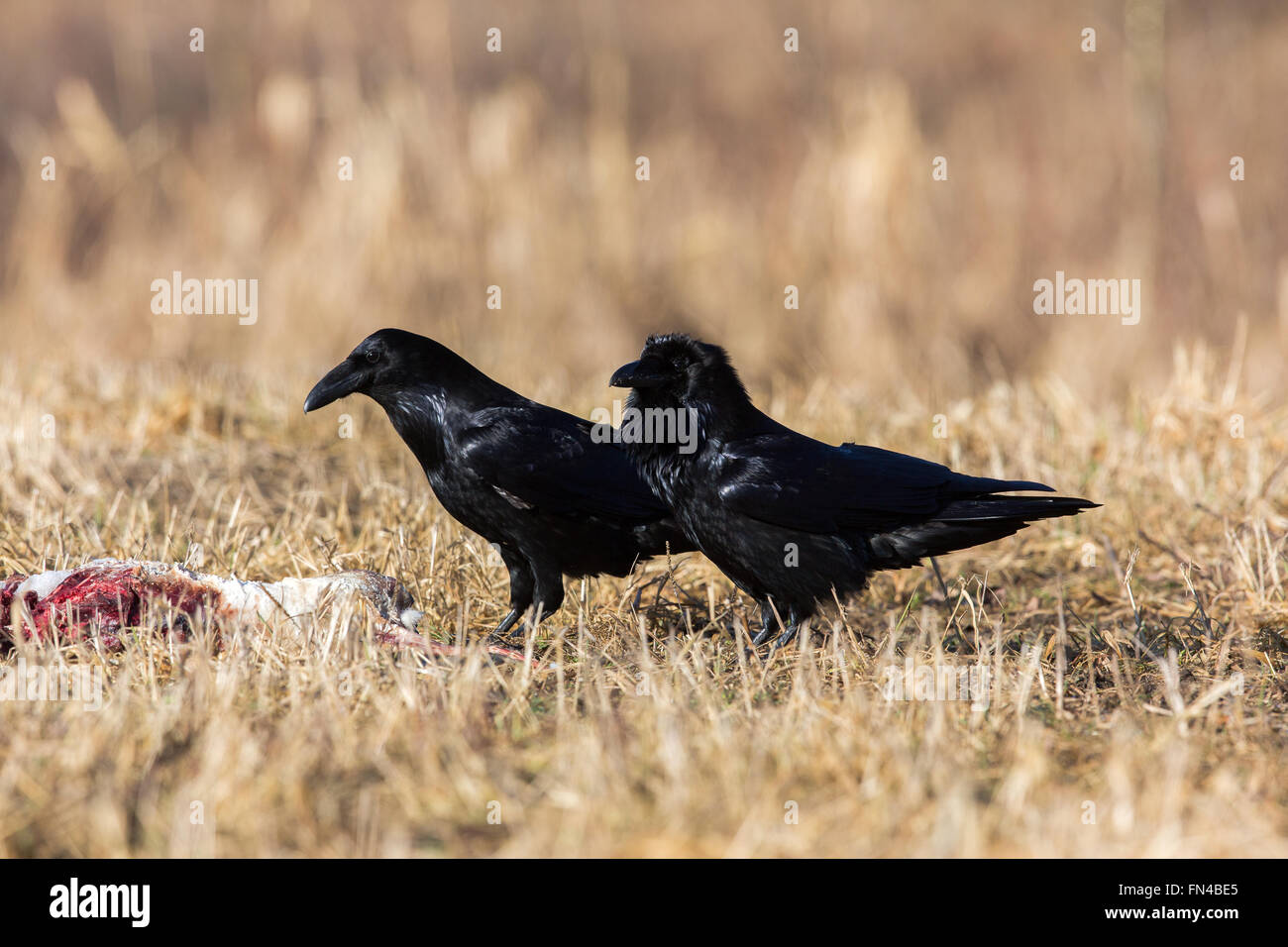 Ravens feeding hi-res stock photography and images - Alamy
