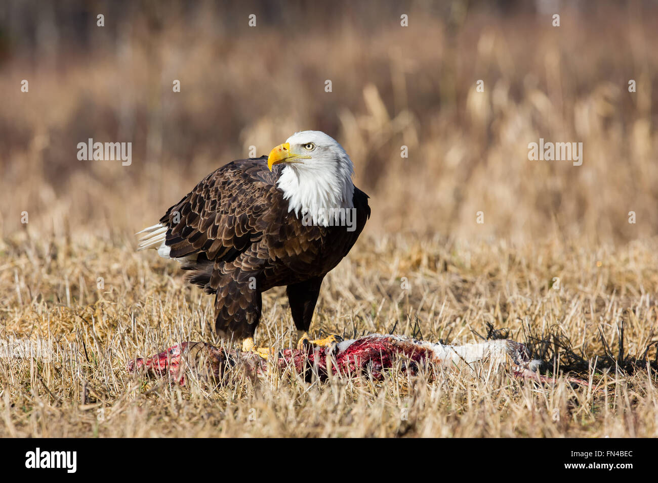American bald eagle food hi-res stock photography and images - Alamy