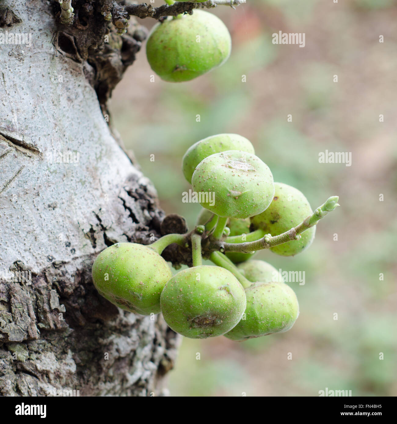 Ficus racemosa hi-res stock photography and images - Alamy