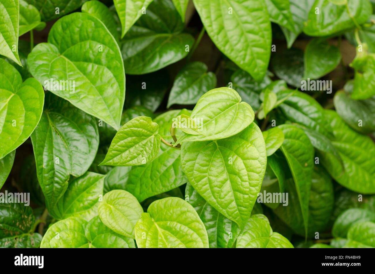Beautiful fresh Betel Leaf (Piper Betle Stock Photo - Alamy