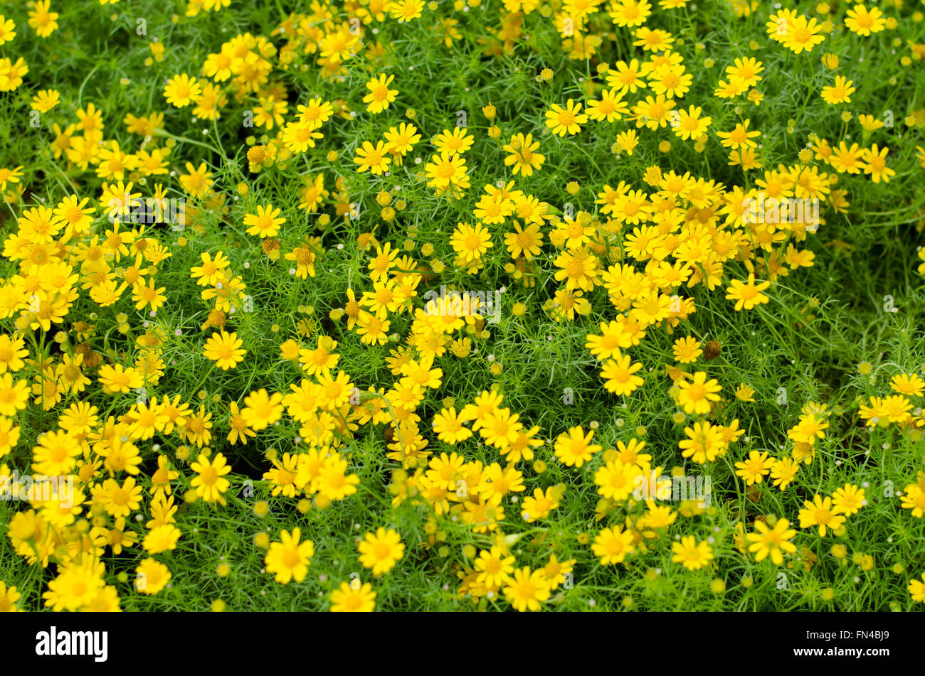 Yellow daisy hi-res stock photography and images - Alamy
