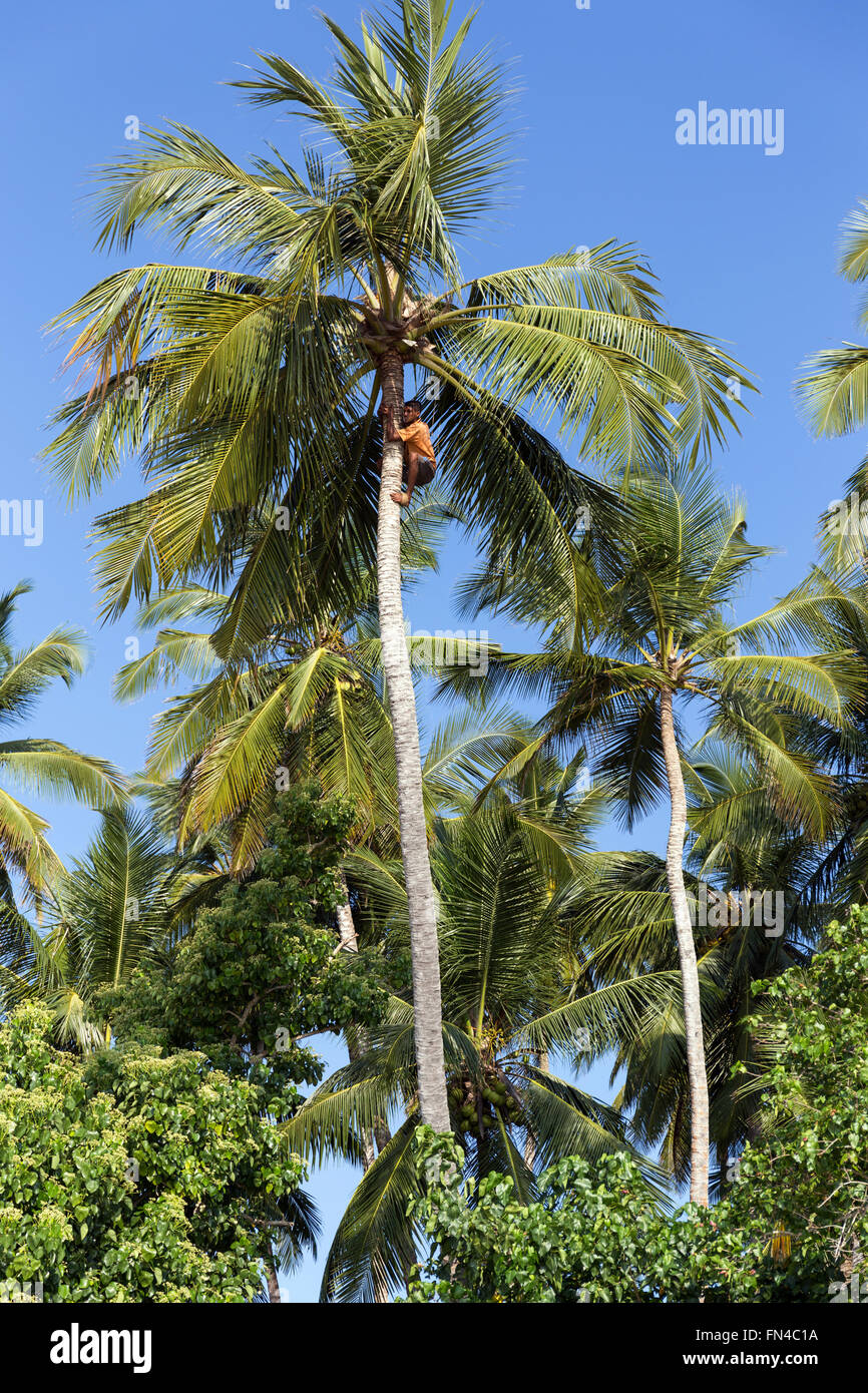 Indian man climbing coconut tree hi-res stock photography and images ...