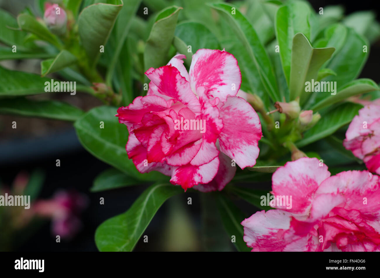 desert rose flower, adenium obesum Stock Photo - Alamy