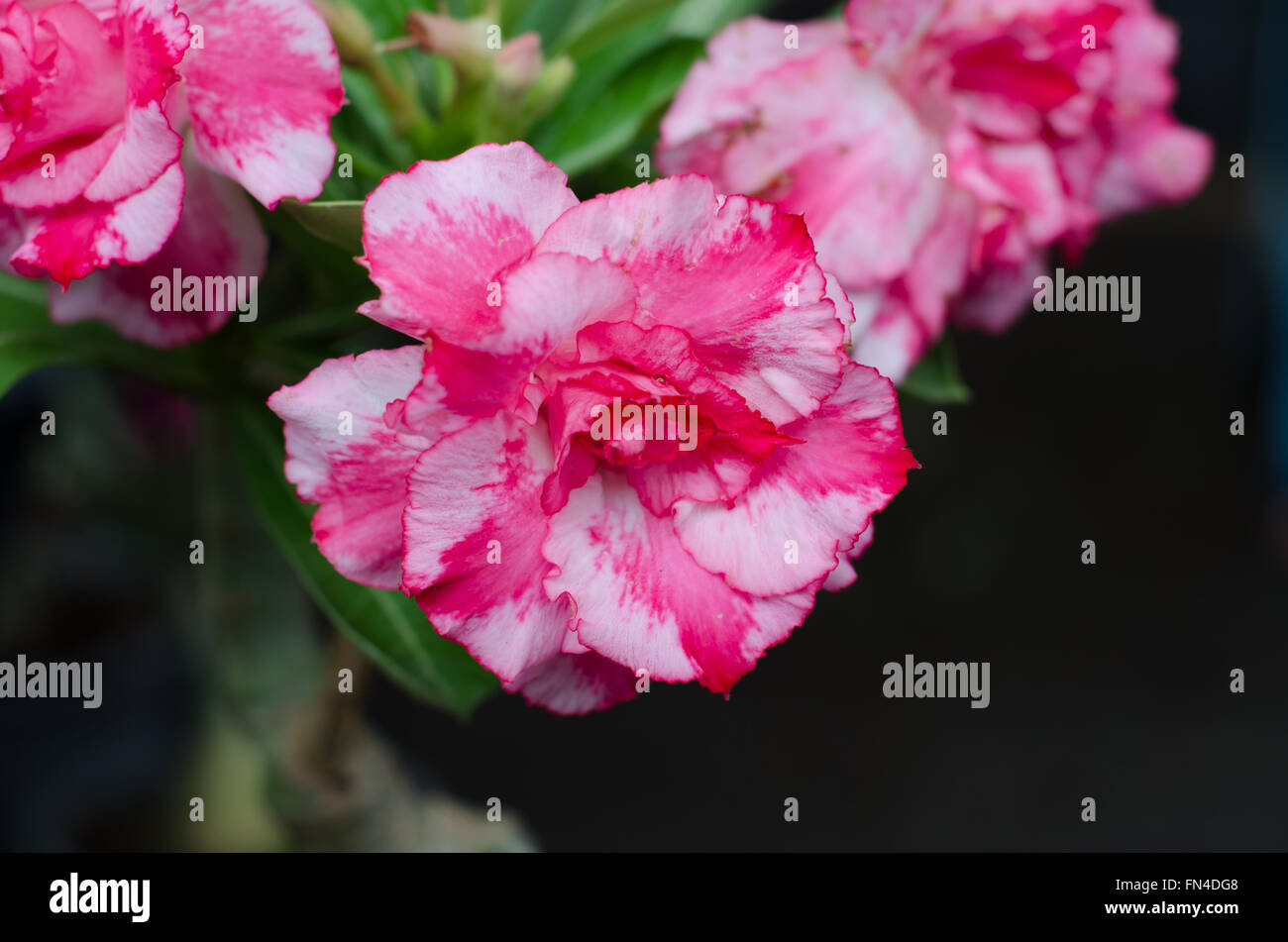 Desert rose adenium pot hi-res stock photography and images - Alamy