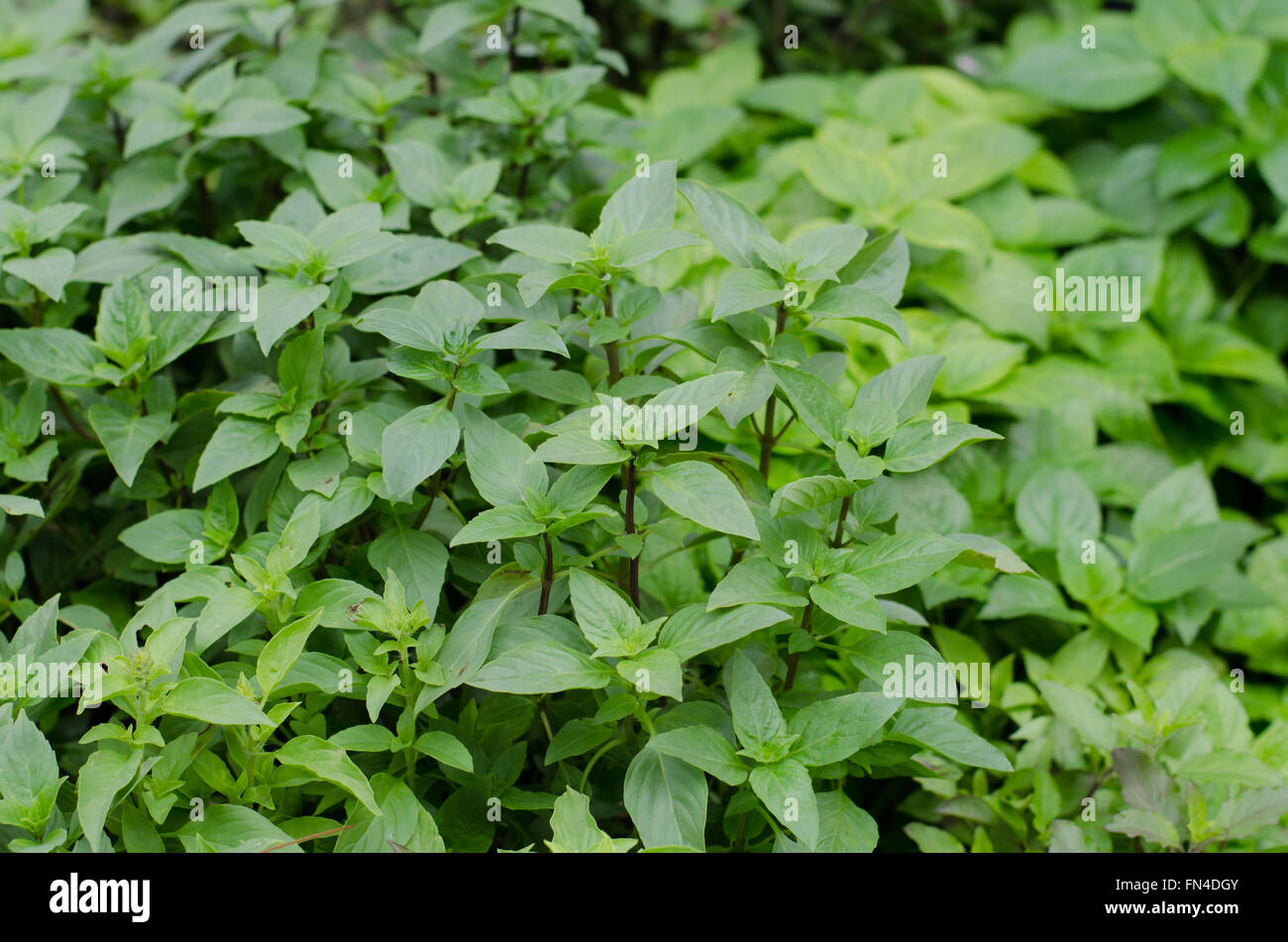 Basil tree hi-res stock photography and images - Alamy