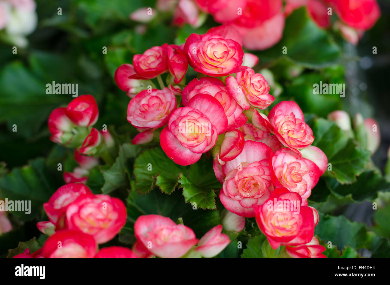 Begonia tree hi-res stock photography and images - Alamy