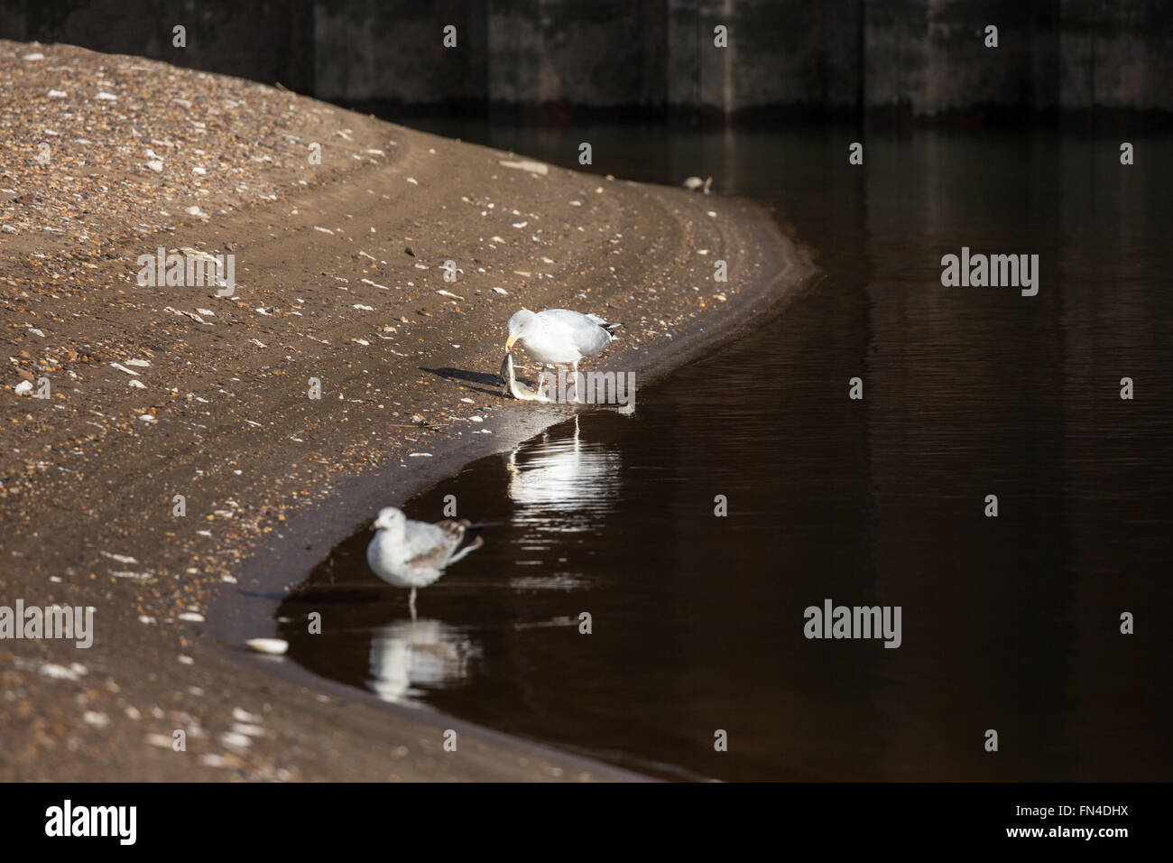 Raw of seagulls hi-res stock photography and images - Alamy