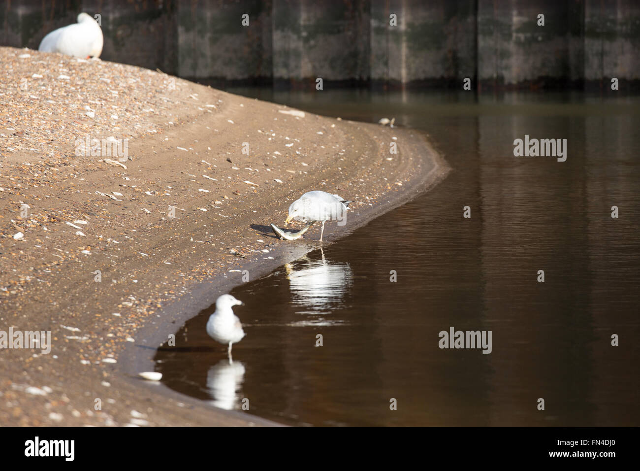 Raw of seagulls hi-res stock photography and images - Alamy
