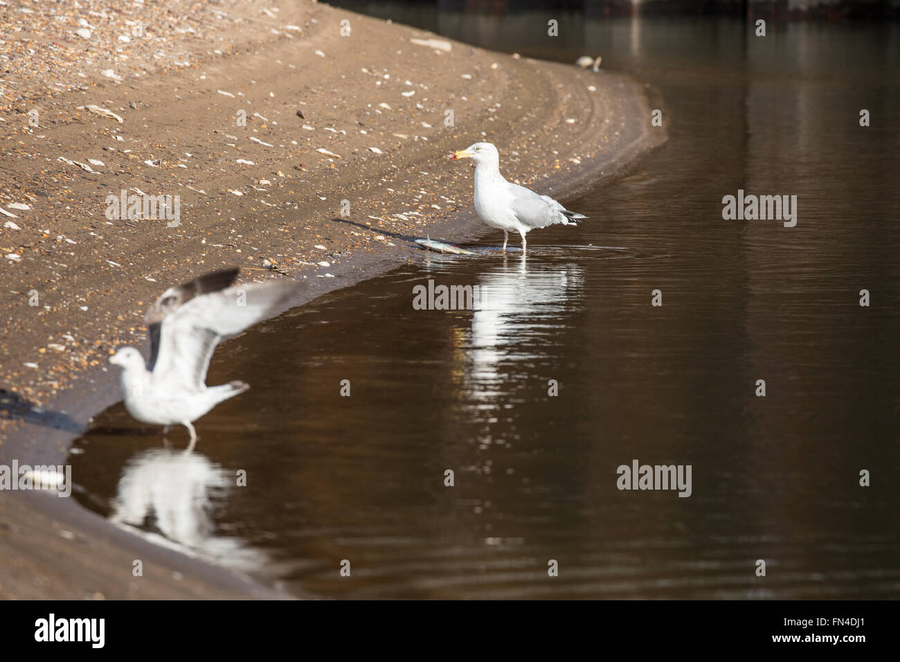 Raw of seagulls hi-res stock photography and images - Alamy