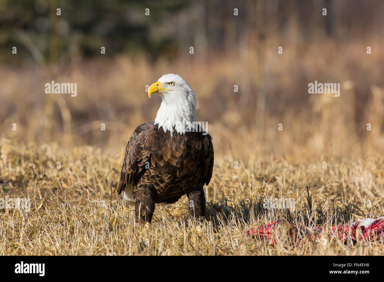 Eagle with food hi-res stock photography and images - Alamy