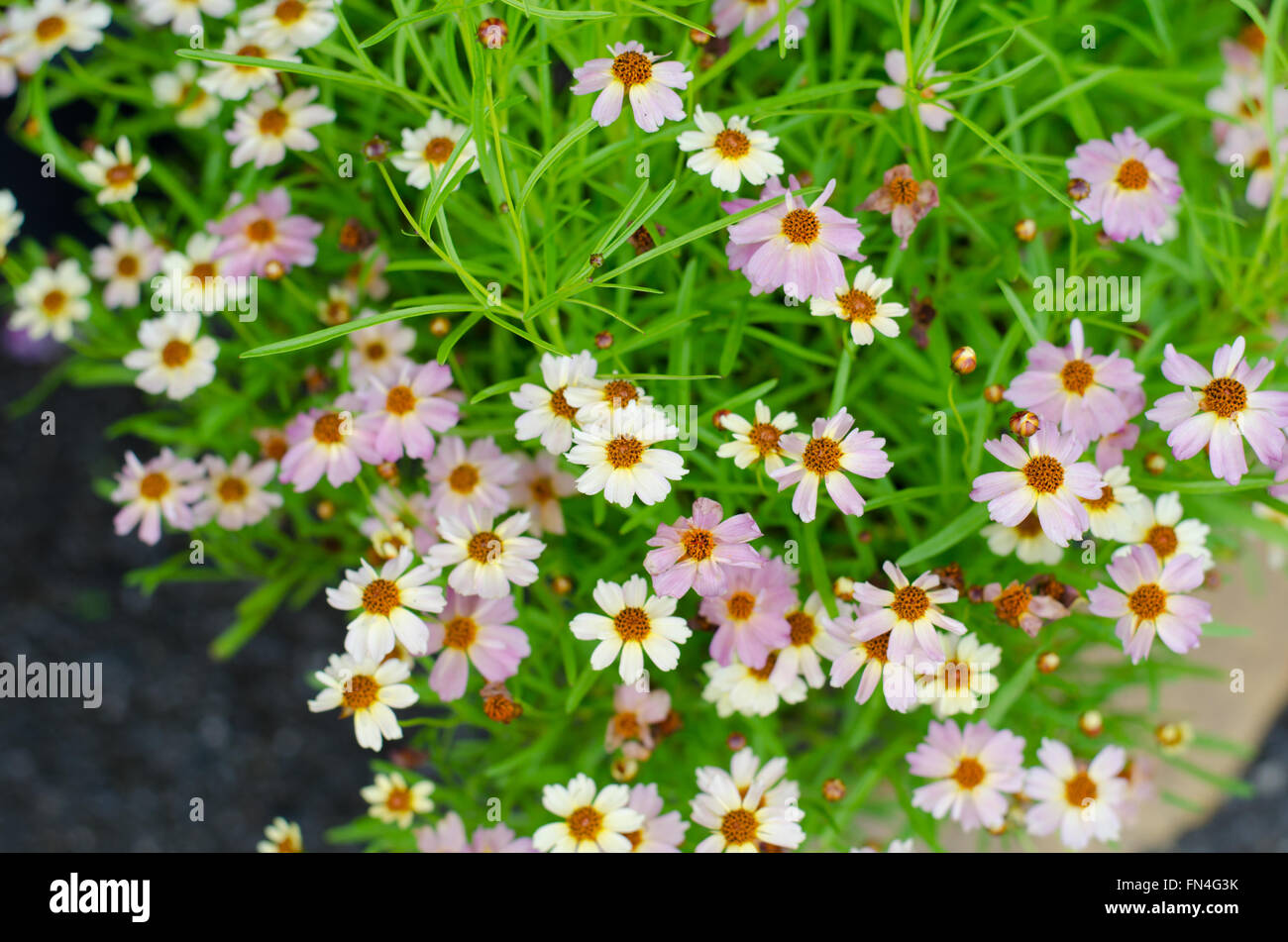 small cosmos flowers Stock Photo - Alamy