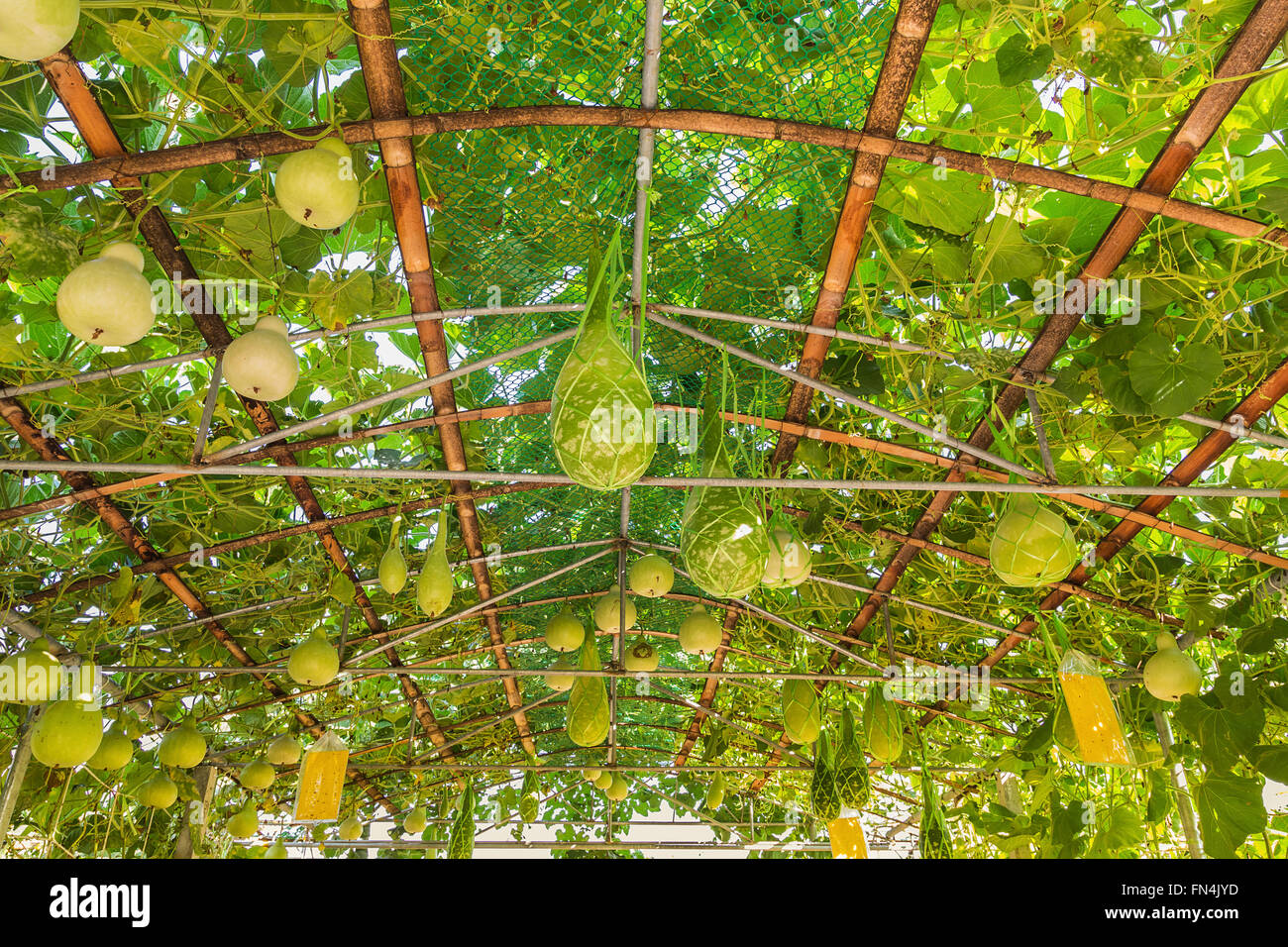 Calabash plant hi-res stock photography and images - Alamy