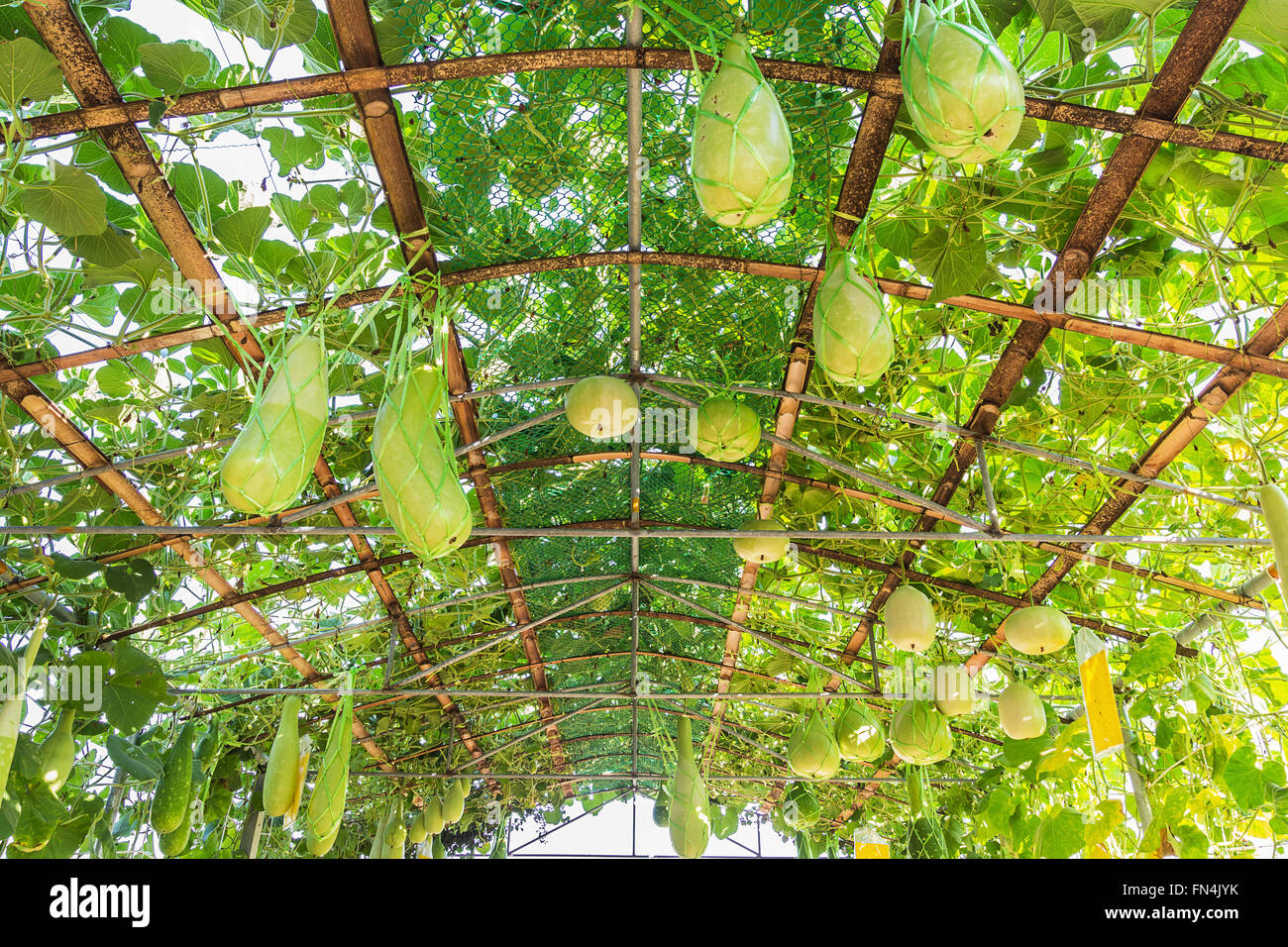 Calabash plant hi-res stock photography and images - Alamy